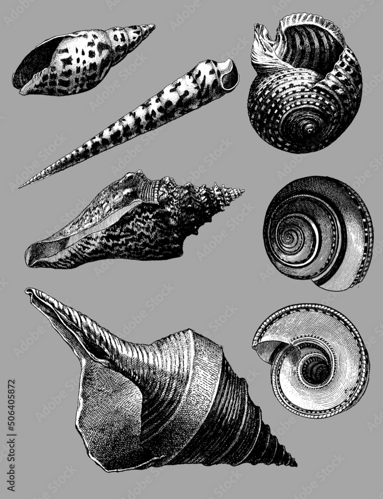 Collection of seven antique seashell vector engraving style drawings ...