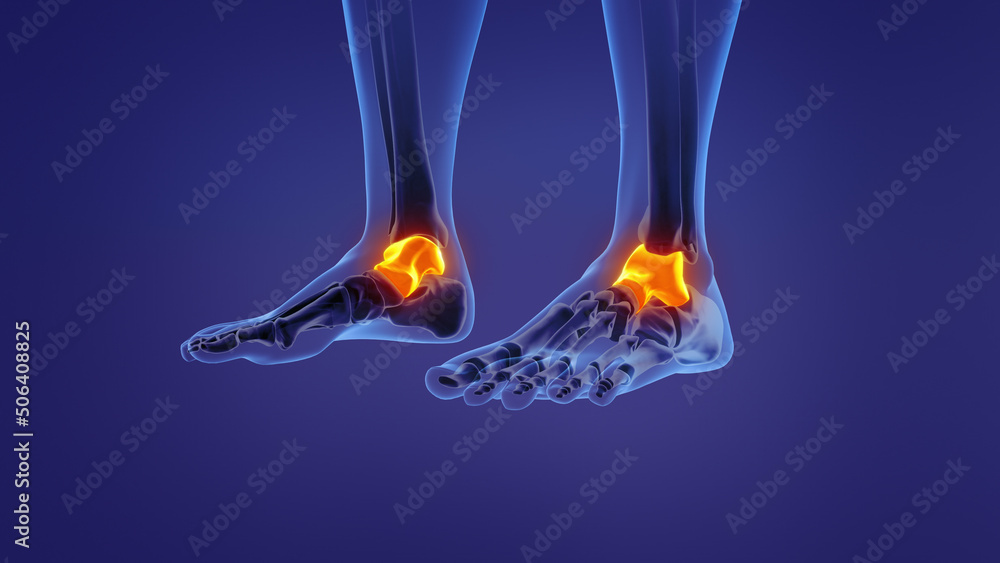 Anatomy of the human talus Stock Illustration | Adobe Stock