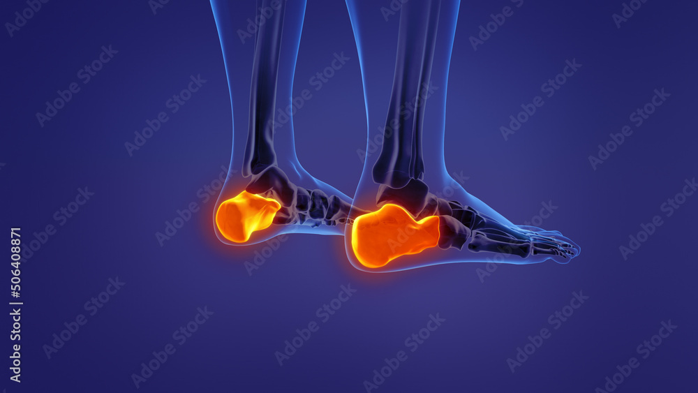 Anatomy of the human calcaneus Stock Illustration | Adobe Stock