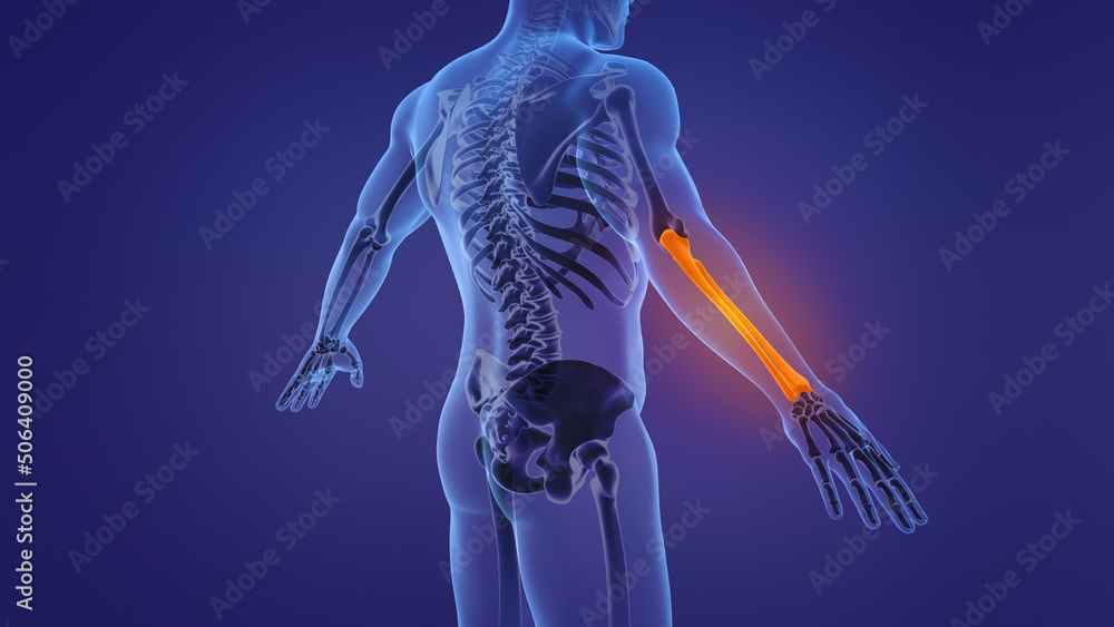 Anatomy of the human forearm ilustração do Stock | Adobe Stock