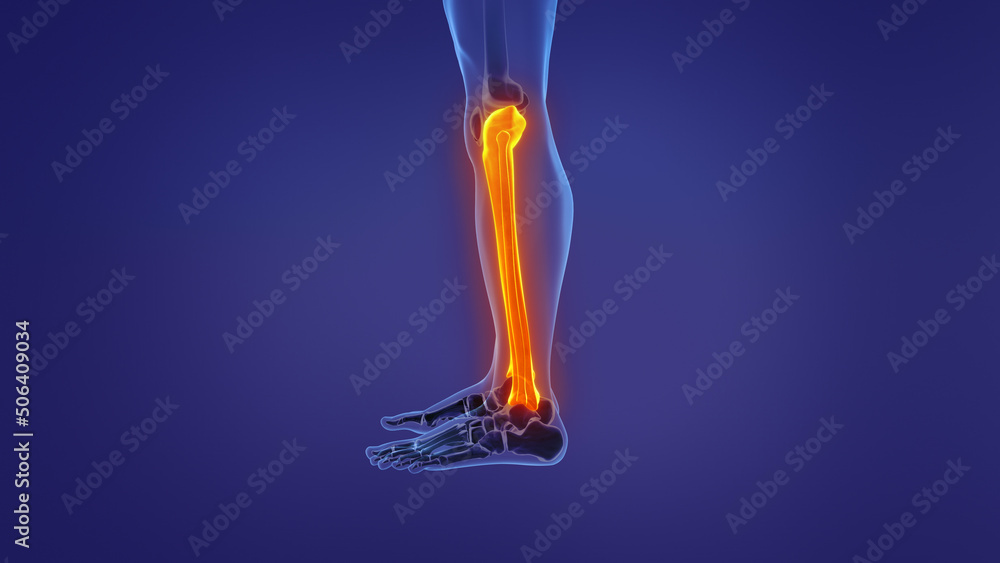 Anatomy of the human leg Stock Illustration | Adobe Stock