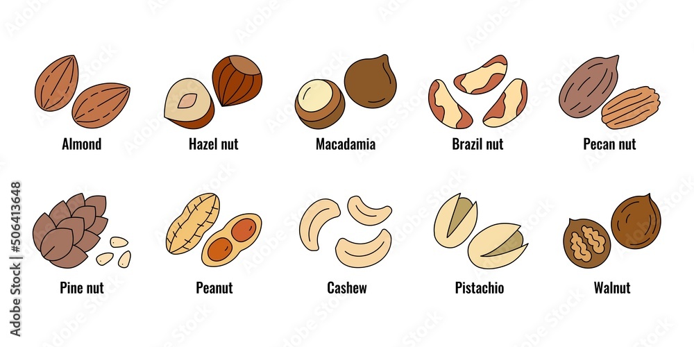 Nuts icon set. Vector linear flat color icons of nuts isolated on white ...