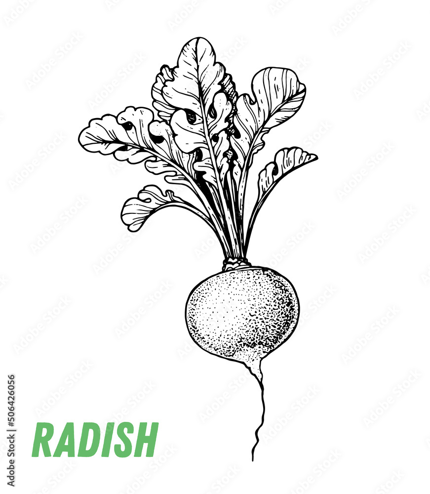 Radish sketch. Hand drawn vector illustration. Engraved image. Radish ...