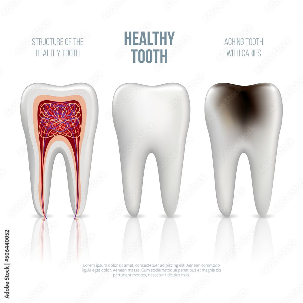 Set of realistic white healthy tooth, real tooth anatomy with nerves ...