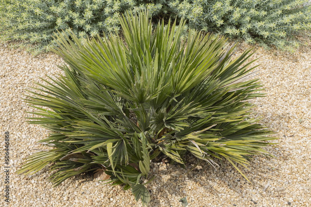 Palmier Chamaerops humilis vulcano Stock Photo | Adobe Stock