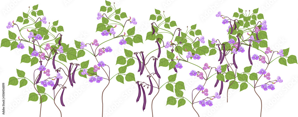 Border with bean plants with purple flowers and green leaves isolated ...