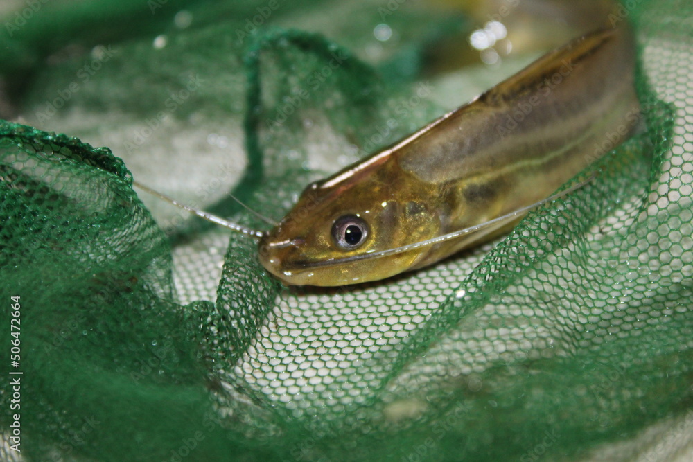 Mystus fish in net tegra fish catching with cast net native seenghala ...