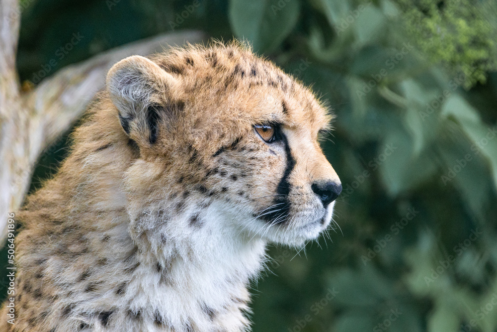 Beautiful Cheetah photos from a wildlife conservation park Stock Photo ...