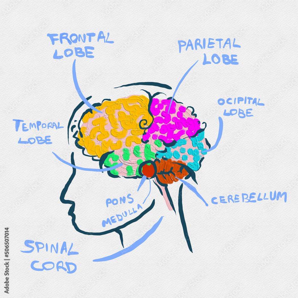 Handmade scientific illustration of the parts of the brain Stock ...