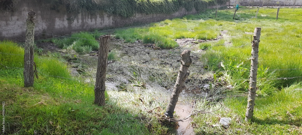Flooding washing through a pasture leaving debris and flattened grass ...