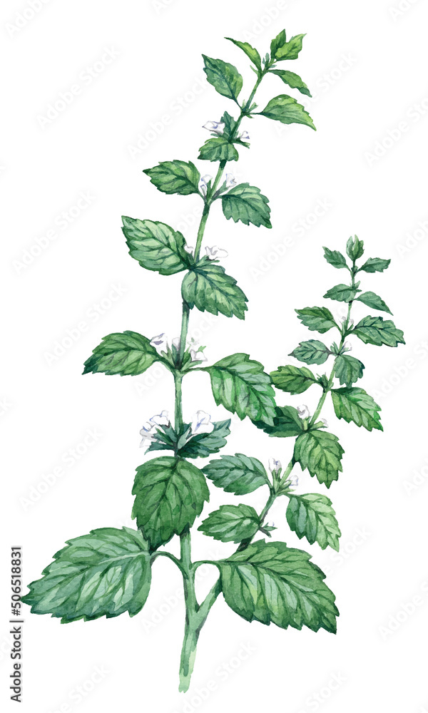 Watercolor hand drawn Lemon balm medicinal herb isolated on white ...