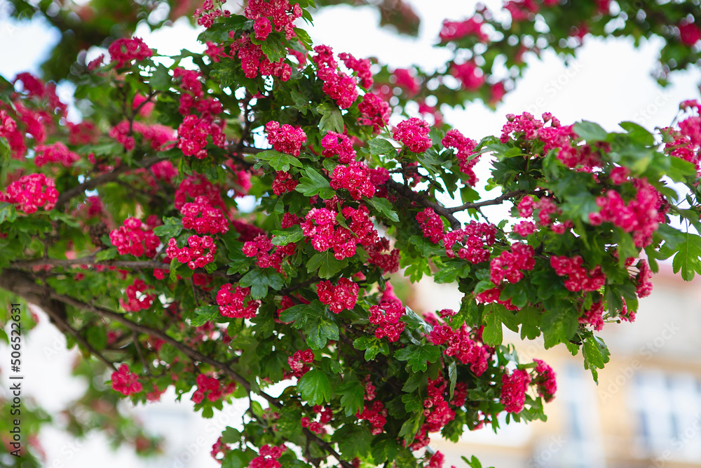 Red Hawthorn Flower