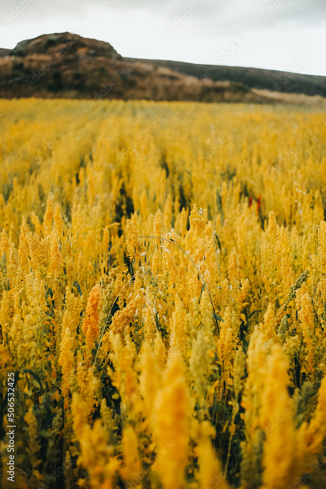 campos de quinua amarilla. Concepto de agricultura y alimentos ...