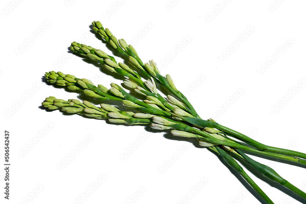 Rajanigandha flower in solid background Stock Photo | Adobe Stock