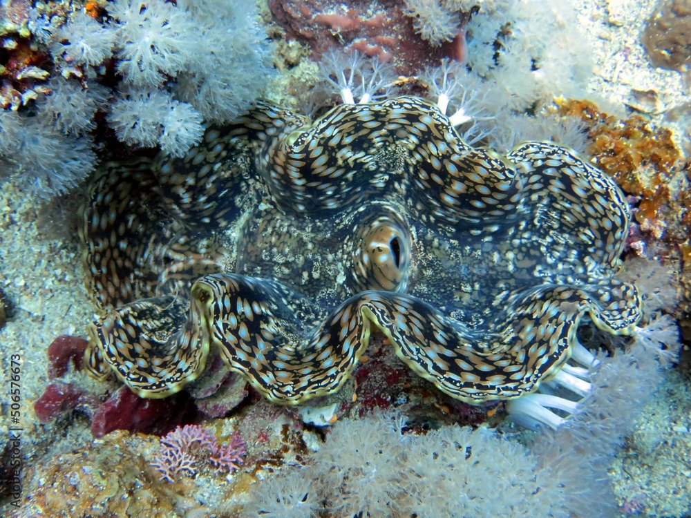 Giant clam of red sea Stock Photo | Adobe Stock