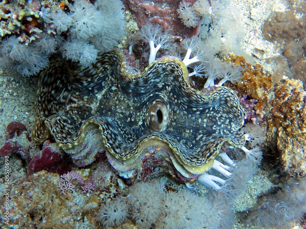 Giant clam of red sea Stock Photo | Adobe Stock