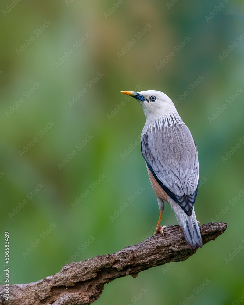 Malabar Starling Stock Photo | Adobe Stock