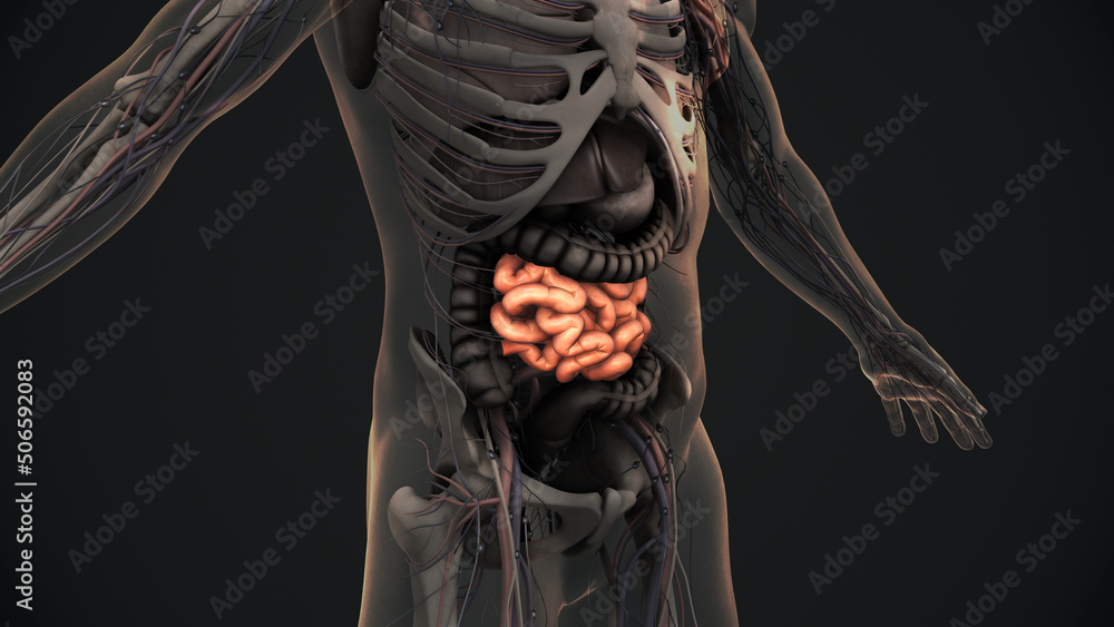 Human small intestine anatomy animation ilustração do Stock | Adobe Stock
