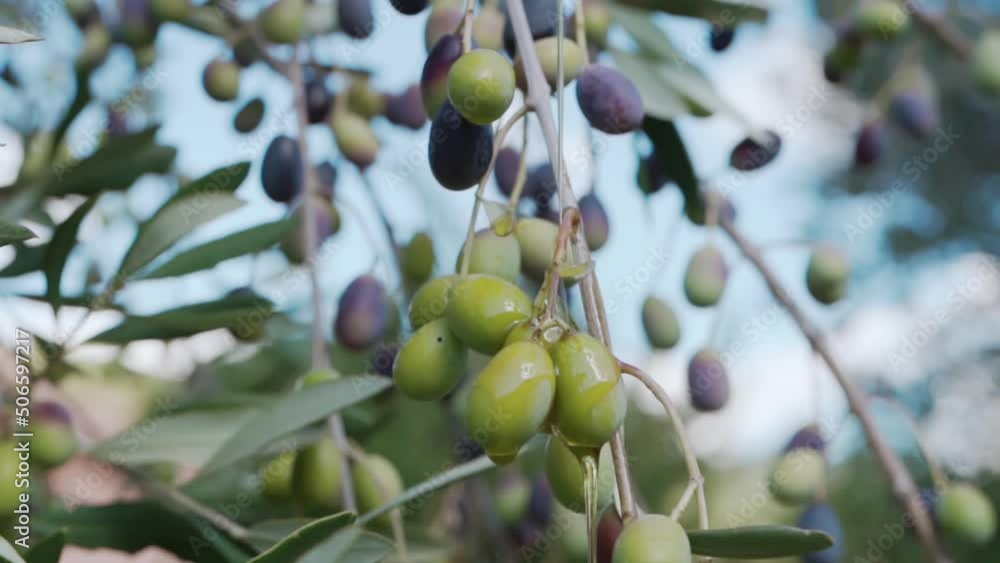 Olive tree branches bending down from olive fruits harvest, black and ...