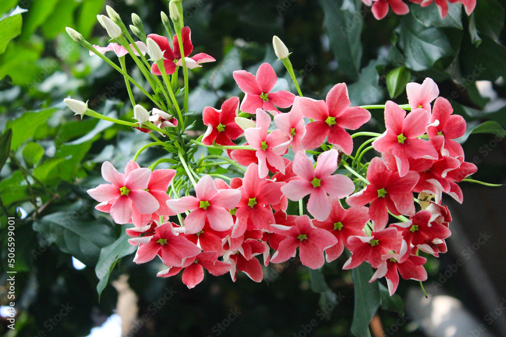 Malabar Madhu Malati Flower (Combretum malabaricum), a spesies of ...