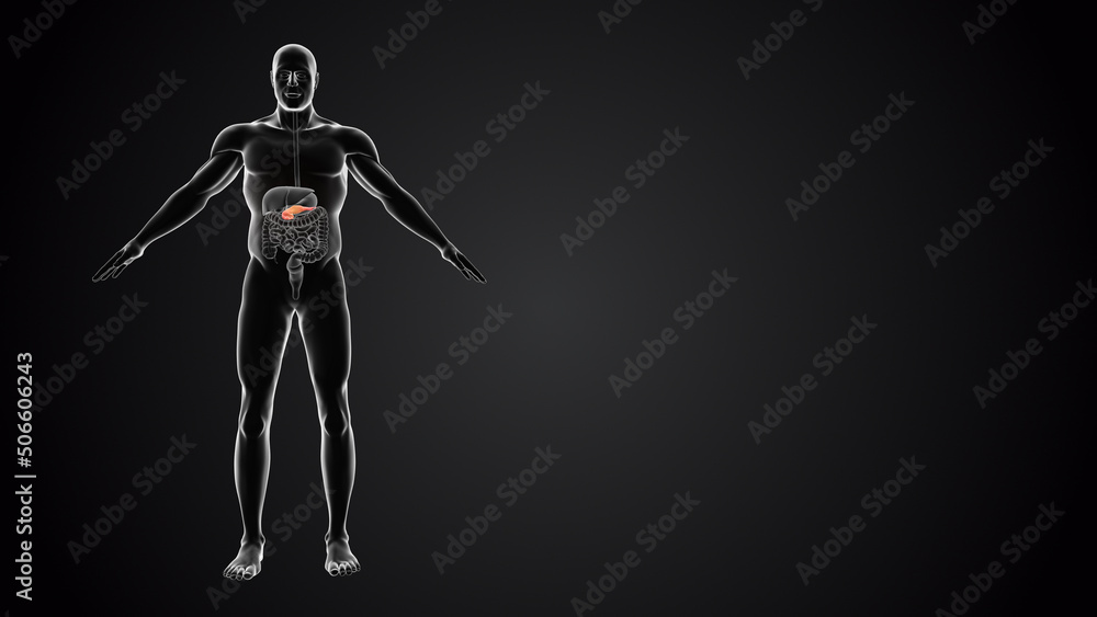 Human body with Pancreas anatomy Stock Illustration | Adobe Stock