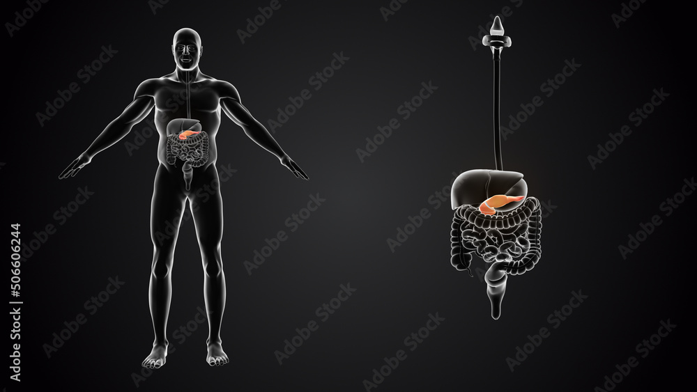 Human body with Pancreas anatomy Stock Illustration | Adobe Stock