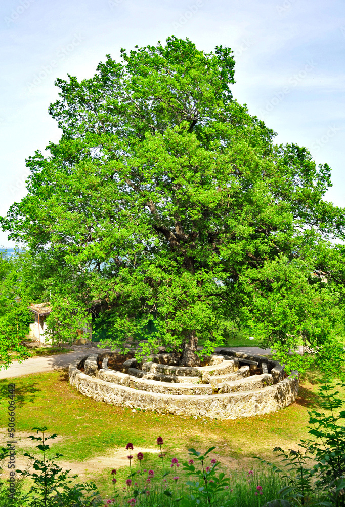 Quercia secolare gigante e altissima Stock Photo | Adobe Stock