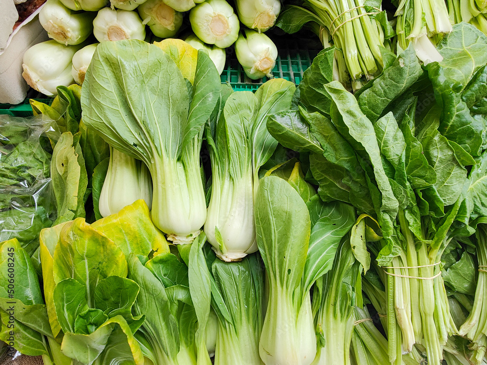 Pak choi also known as bok choy or Chinese celery cabbage Stock Photo ...