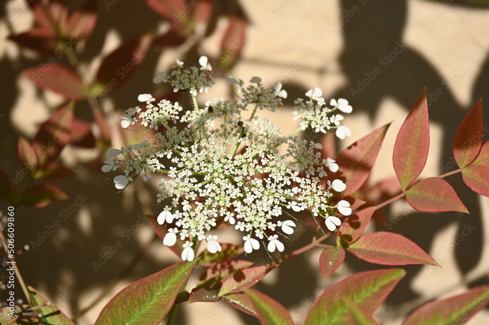 Wild carrot.Daucus carota, whose common names include wild carrot, bird ...