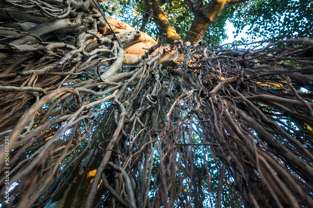 Prop Roots Of Banyan Tree