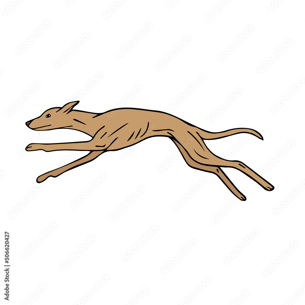 Vector hand drawn doodle sketch colorful running whippet dog isolated on white background Stock ...