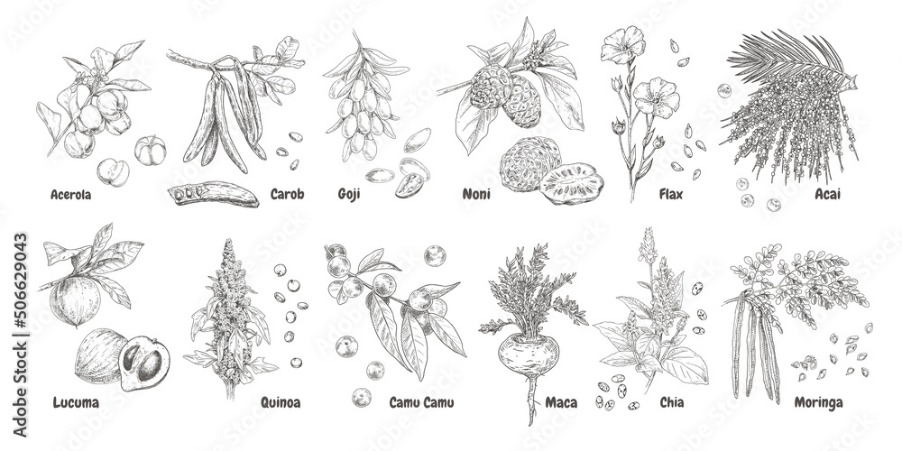 Hand drawn superfood plants - acerola, carob, goji, noni, flax, acai ...