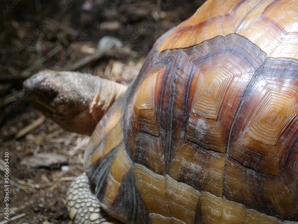 Ploughshare Tortoise : The angonoka tortoise (Astrochelys yniphora). It ...