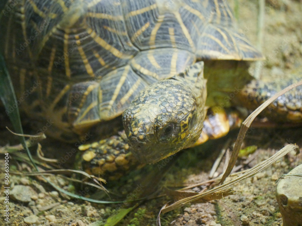 Indian star tortoise (Geochelone elegans) is a threatened tortoise ...