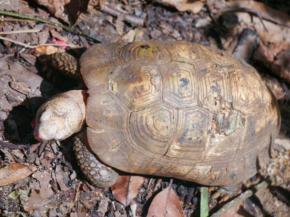 Tortoises are reptiles of the family Testudinidae of the order ...