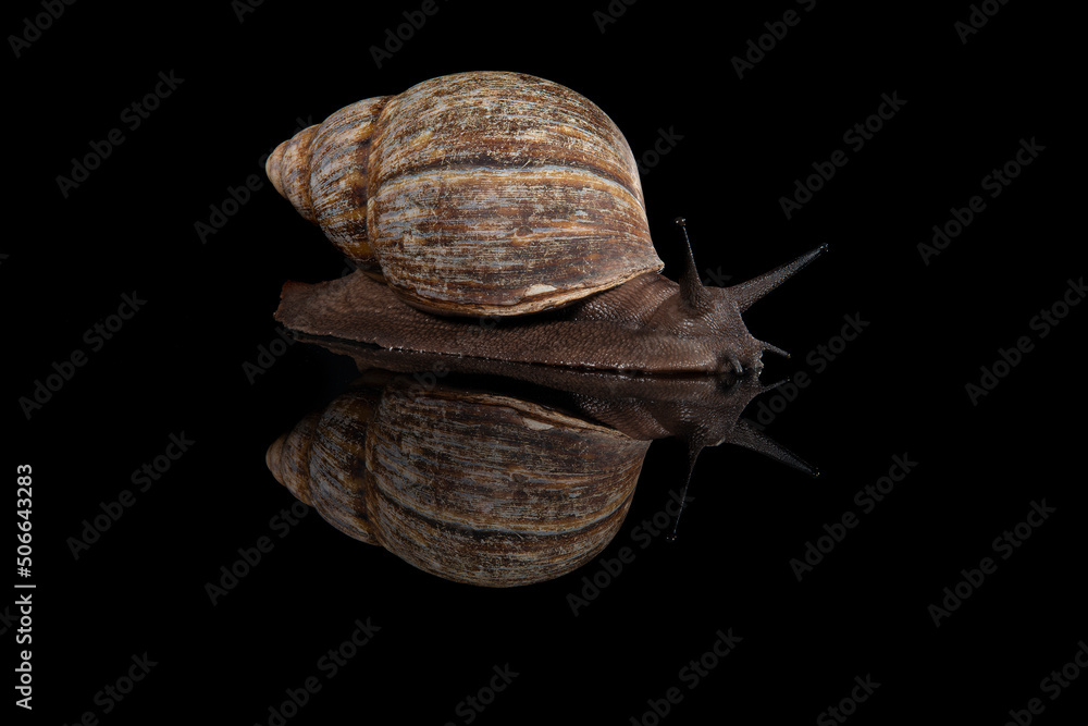 Giant african snail seen from the side on a black background with ...