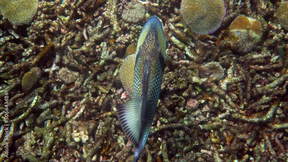 Underwater video of Titan Triggerfish or Balistoides viridescens in ...