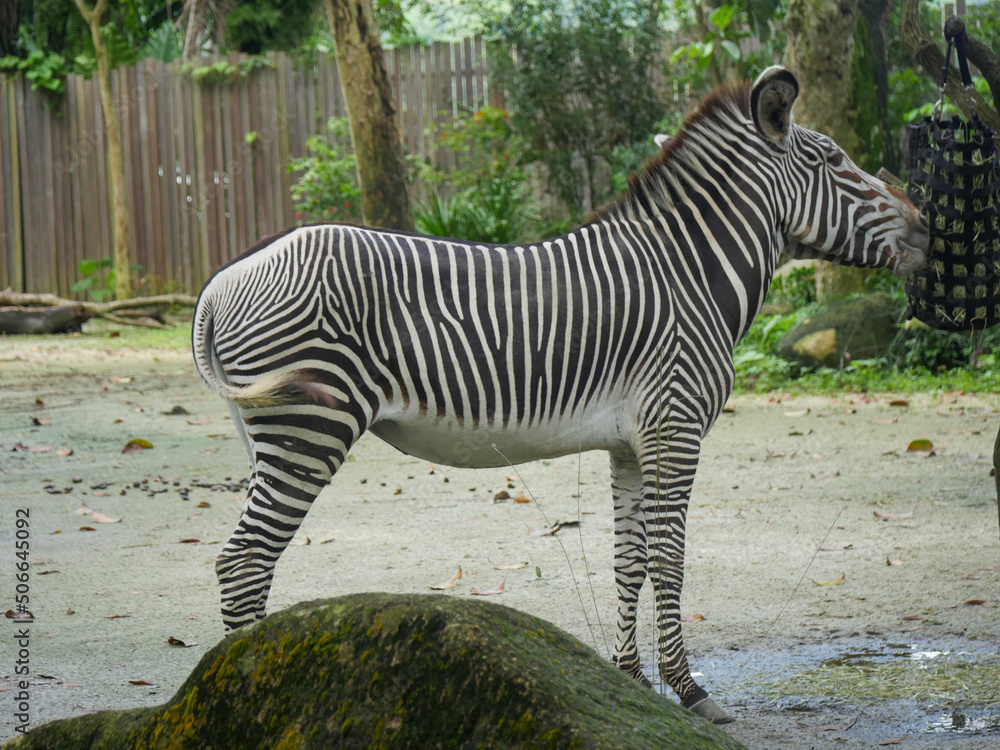 Zebras (subgenus Hippotigris) are African equines with distinctive ...