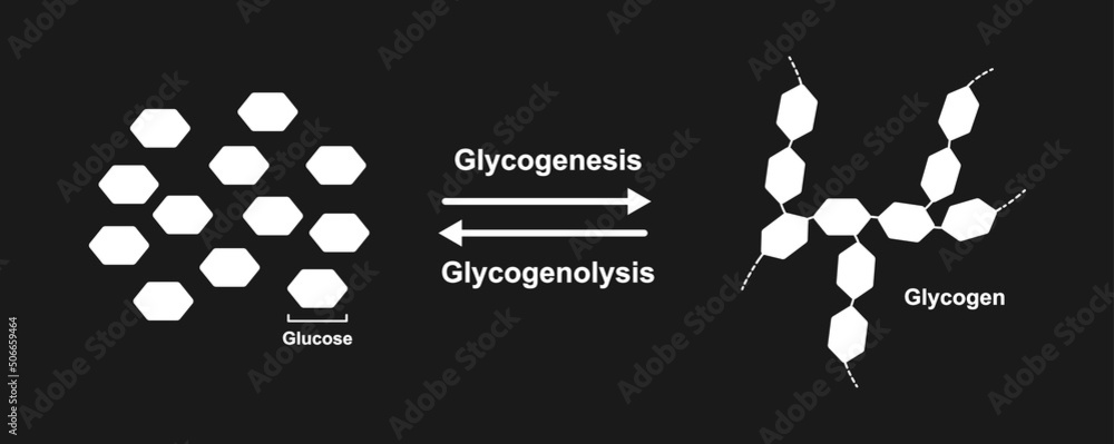 Vetor de Scientific Designing of Differences Between Glycogenesis And ...