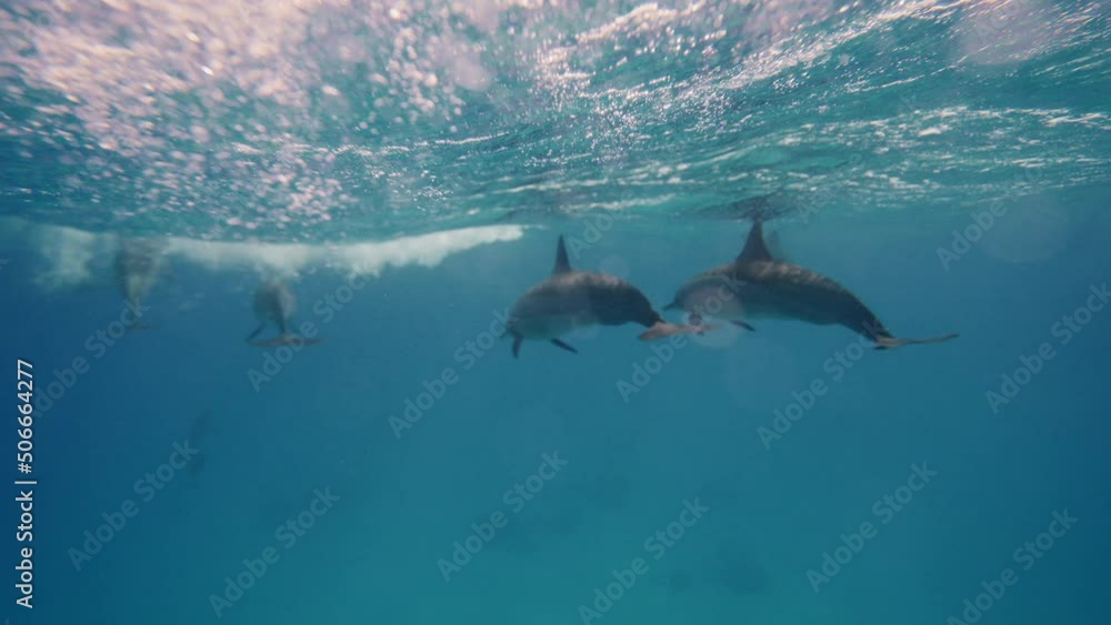 Two Dolphins playing in blue water Red sea. Underwater shot wild ...