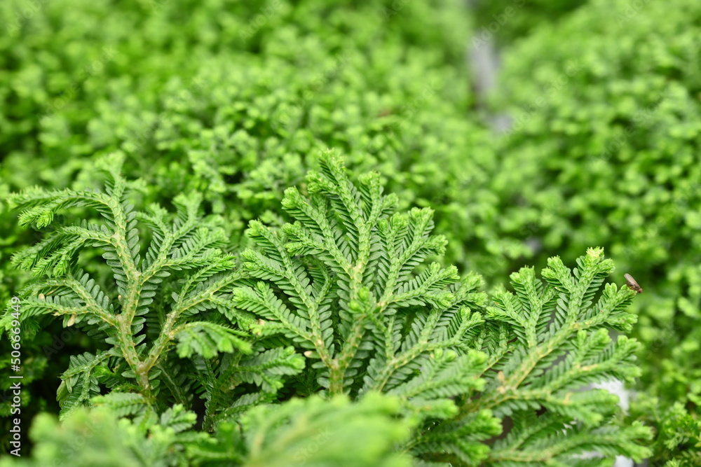 Selaginella kraussiana is a species of vascular plant in the family ...