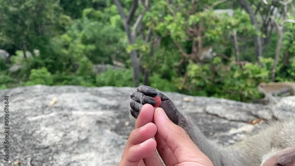 Monkey hand grabbing sweet gummy jelly ball from person’s hand close up ...
