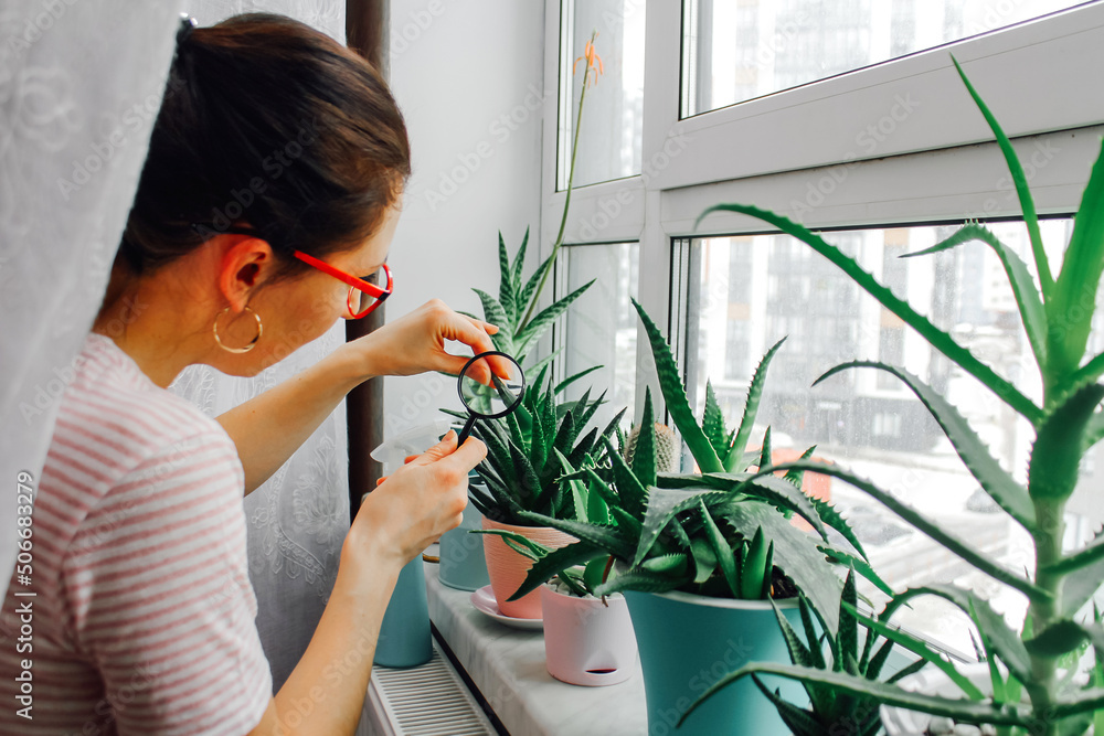 inspection of domestic plants for the presence of pests and diseases ...