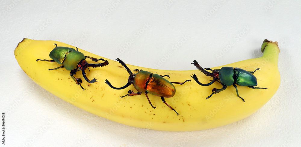 Different color stag beetles Lamprima adolphinae on orange. Breeding ...