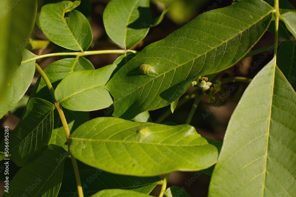 Walnut disease, Walnut leaf gall mite. diseased leaves, pest and ...