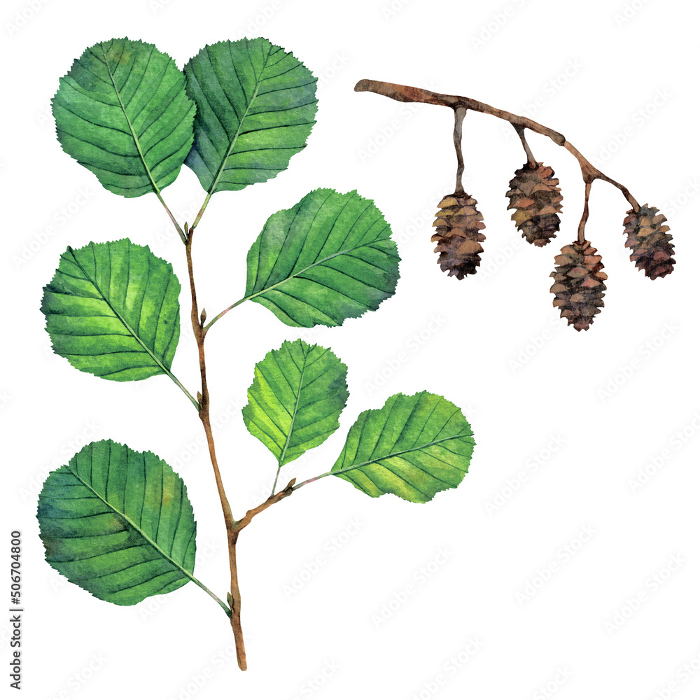 Watercolor common alder or black alder branch and fruits. Alnus ...