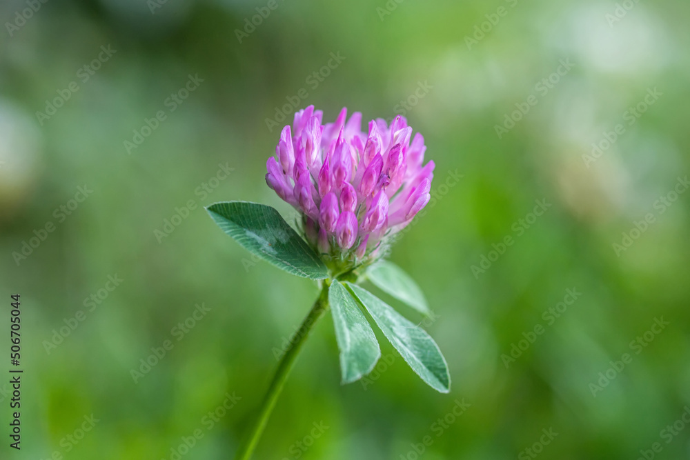 Foto de Trifolium pratense, red clover, Clover , trefoil , Collect ...
