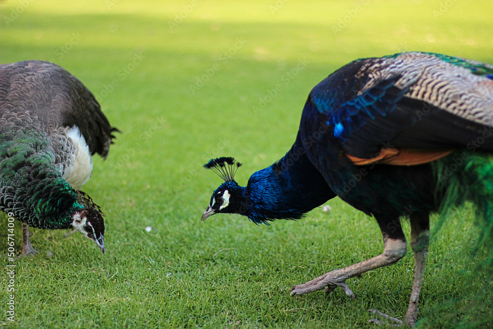Pavos reales comiendo en el pasto Stock Photo | Adobe Stock