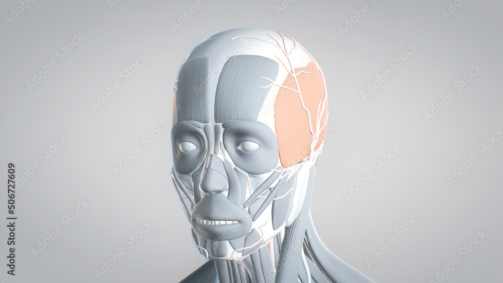 temporalis muscle, muscles of the face, detailed display of face ...