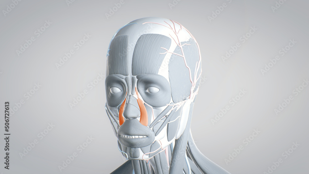 levator labii superioris, muscles of the face, detailed display of face ...